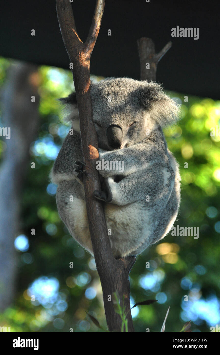 Sleeping on the branch hi-res stock photography and images - Alamy