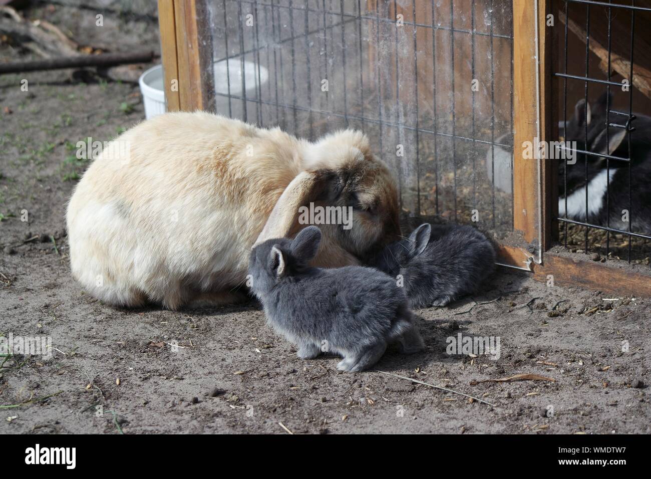 Rabbit Family High Resolution Stock Photography and Images - Alamy