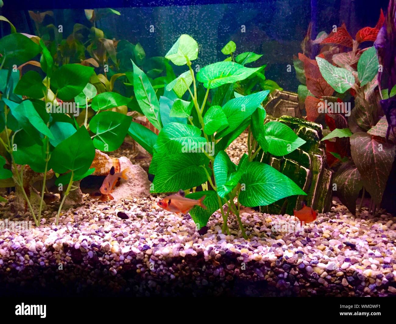 Aquarium plants hi-res stock photography and images - Alamy