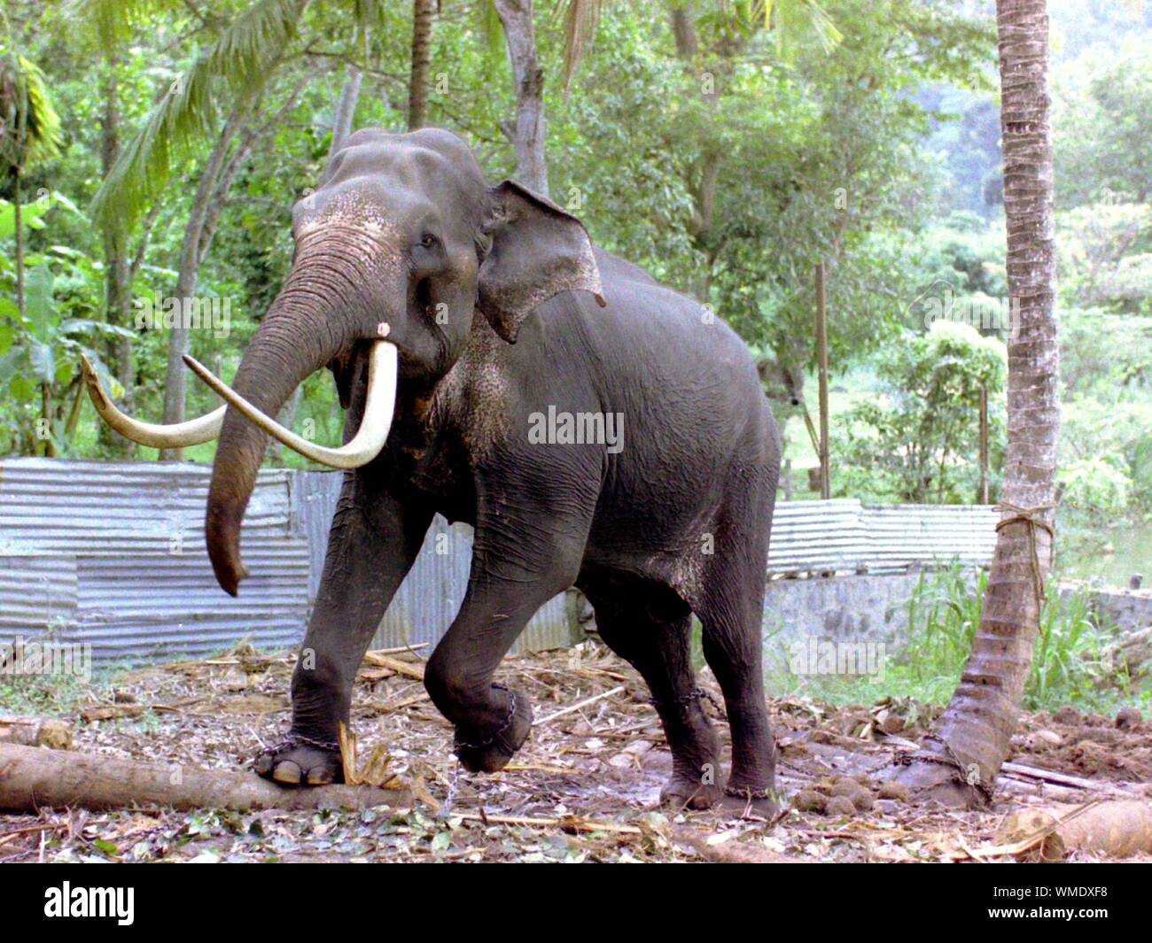 Chained wild animals hi-res stock photography and images - Alamy