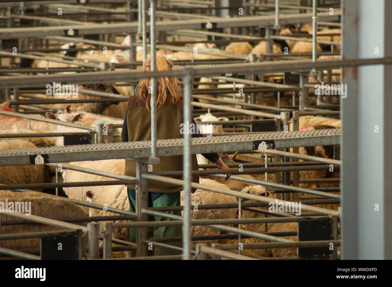 Woman and sheep hi-res stock photography and images - Alamy