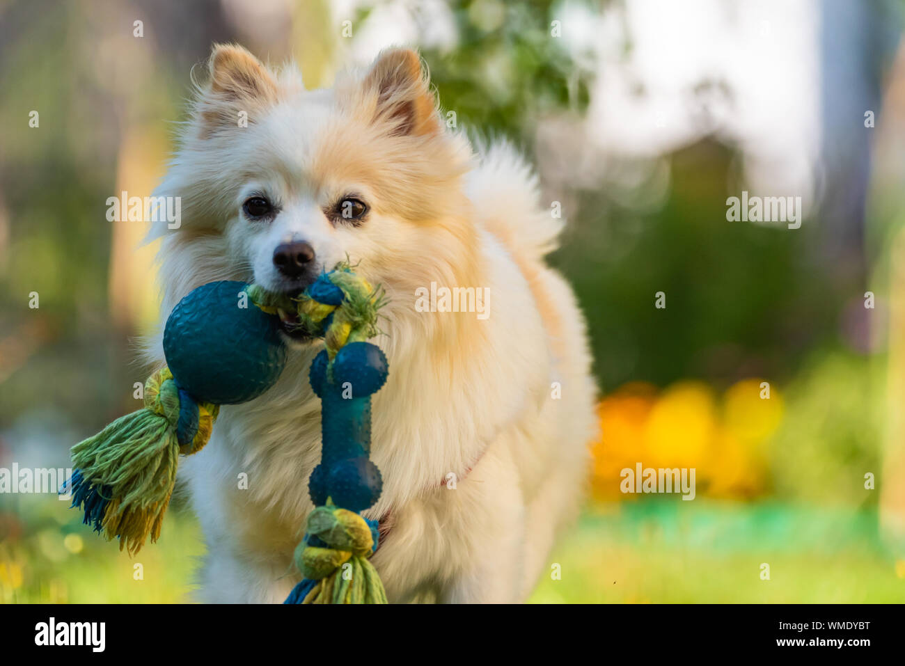Beautiful white dog - pomeranian german spitz klein fetching a toy ...
