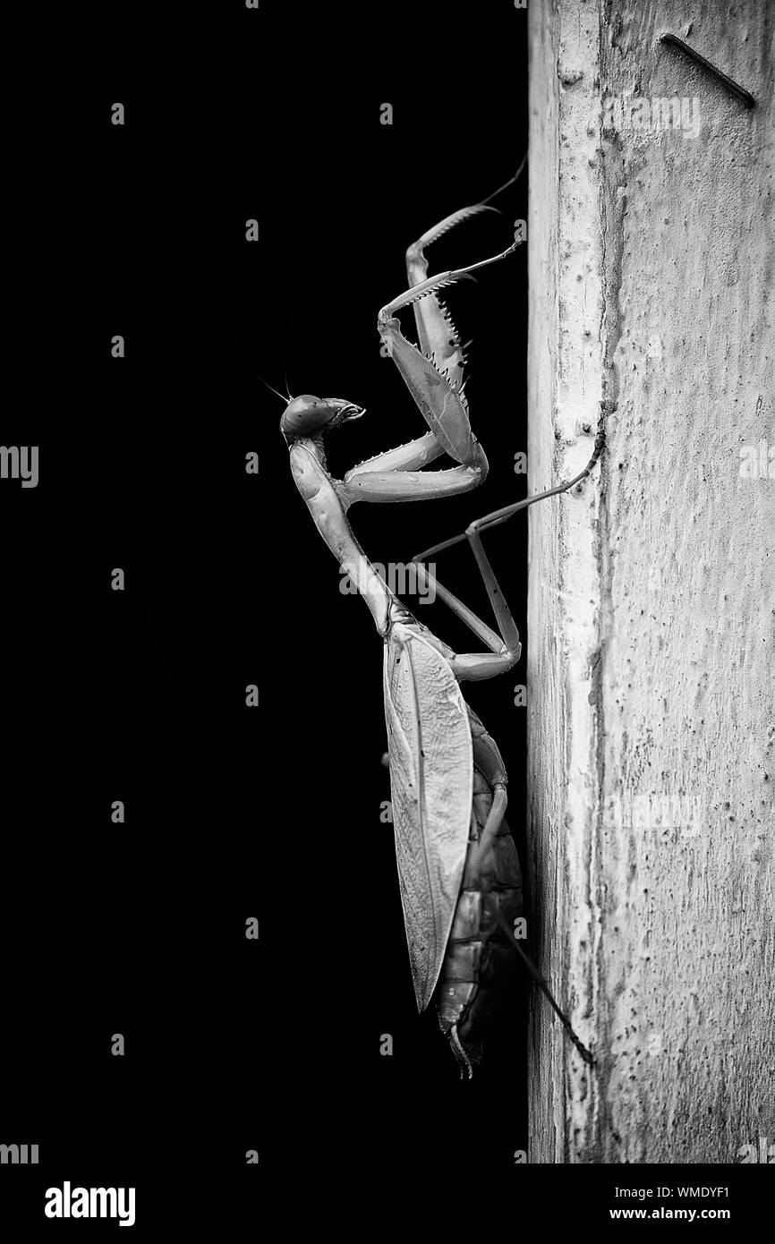 Mantis on wood hi-res stock photography and images - Alamy