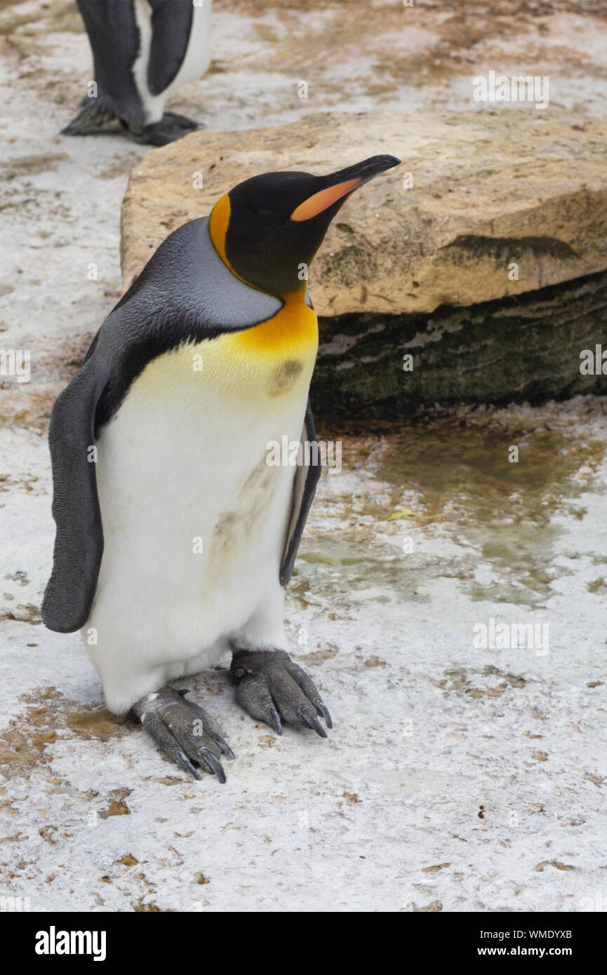 King penguin in captivity hi-res stock photography and images - Alamy