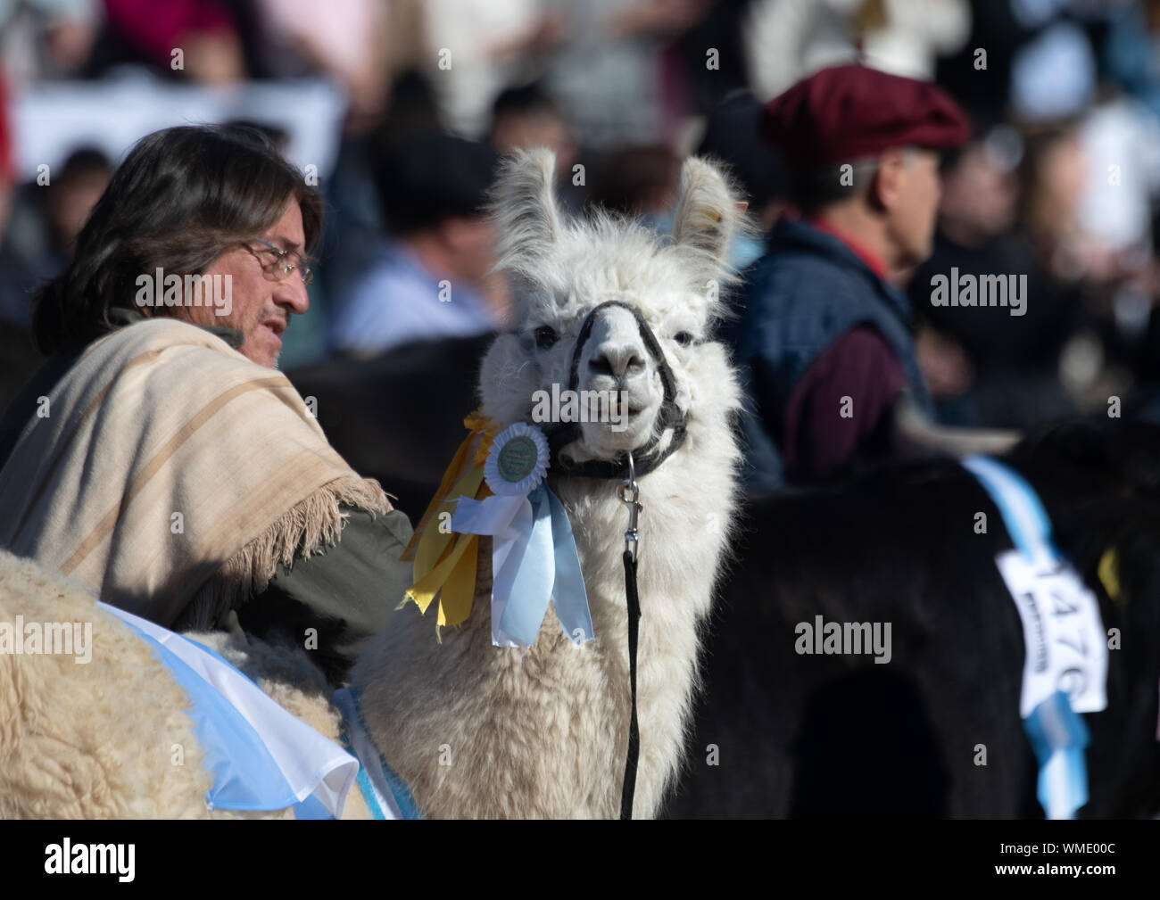 Argentine llama hi-res stock photography and images - Alamy