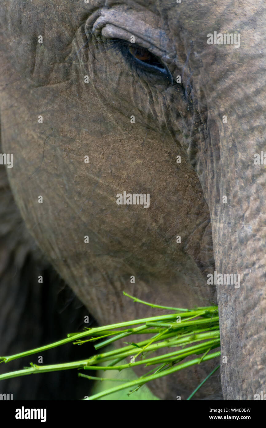 Elephant eating plant hi-res stock photography and images - Alamy