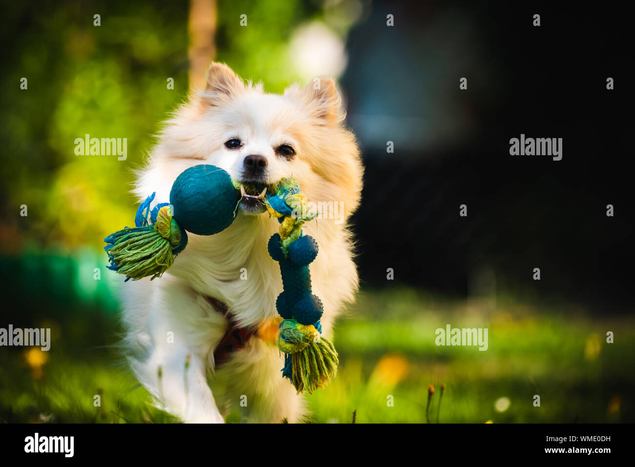 Beautiful white dog - pomeranian german spitz klein fetching a toy ...