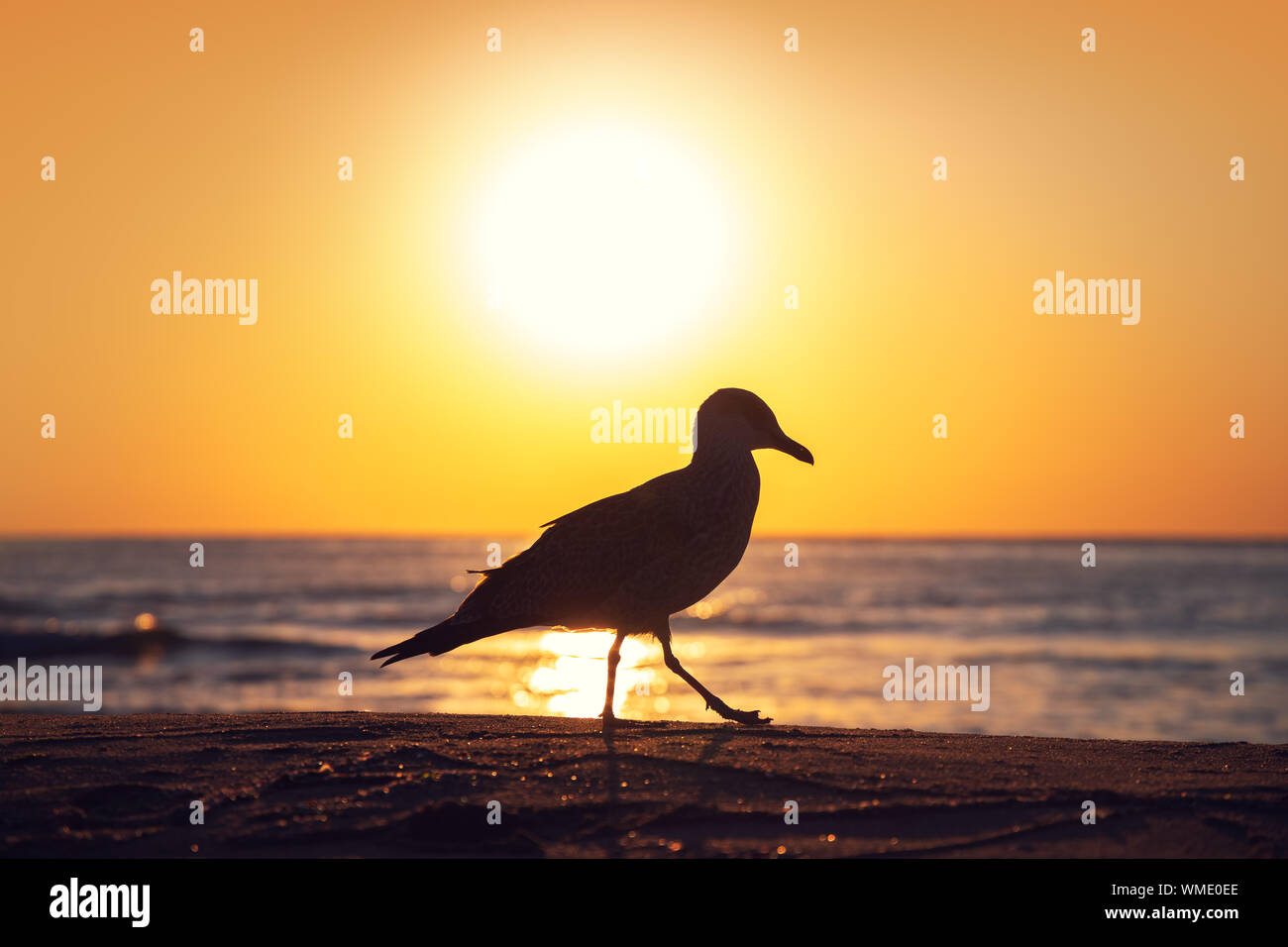 Seagull on the beach sand against the sea Stock Photo - Alamy