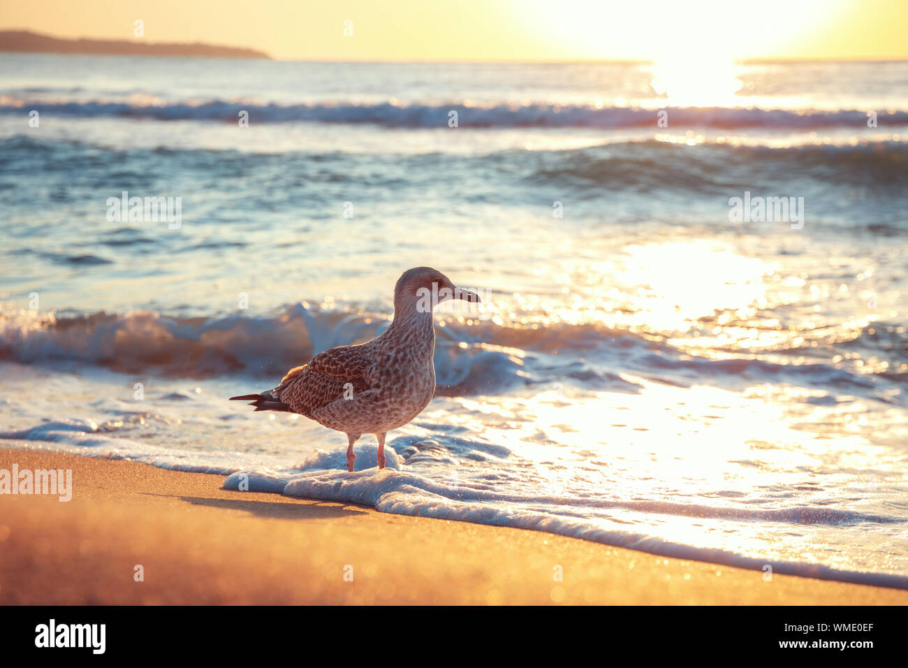 Seagull on the beach sand against the sea Stock Photo - Alamy