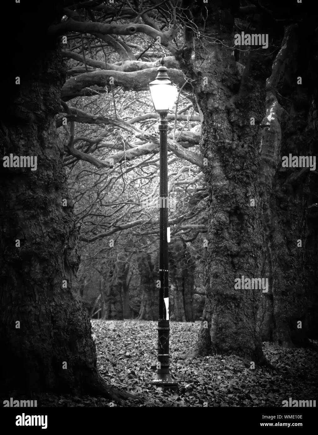 Street light trees hi-res stock photography and images - Alamy