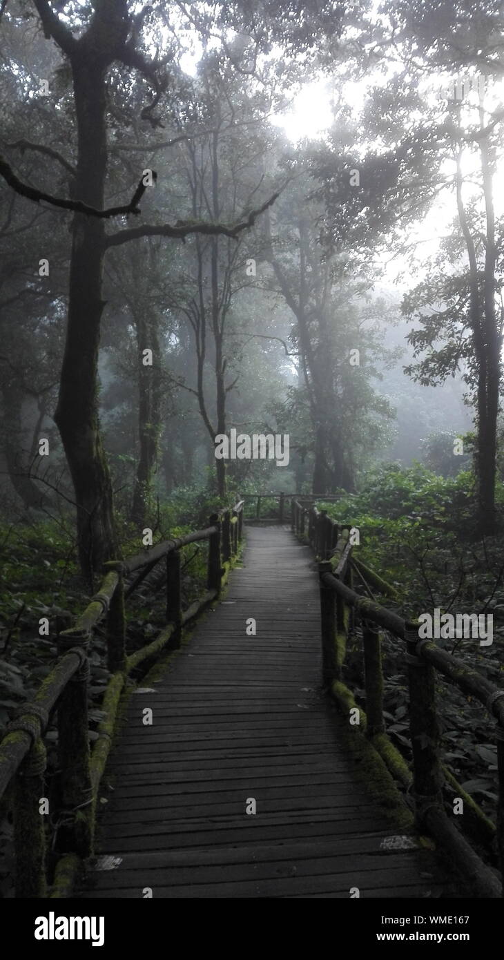 Wooden pedestrian walkway hi-res stock photography and images - Alamy