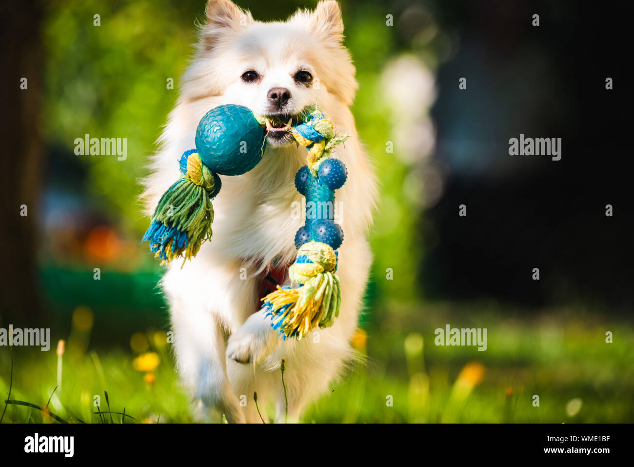 Beautiful white dog - pomeranian german spitz klein fetching a toy ...
