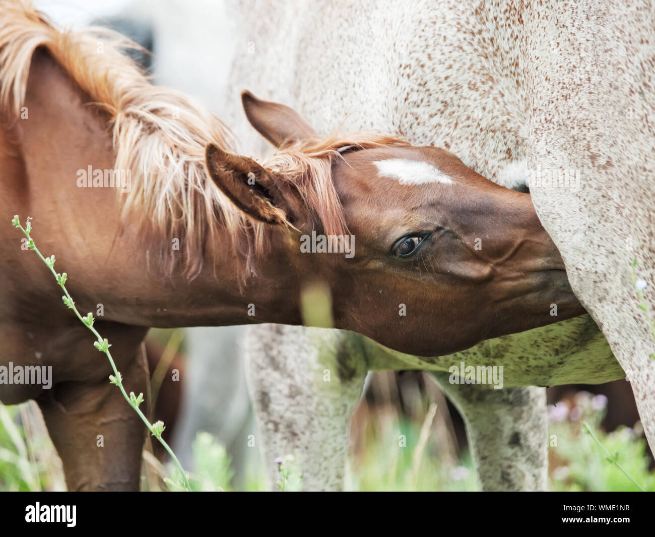 Foal drinking milk hi-res stock photography and images - Alamy