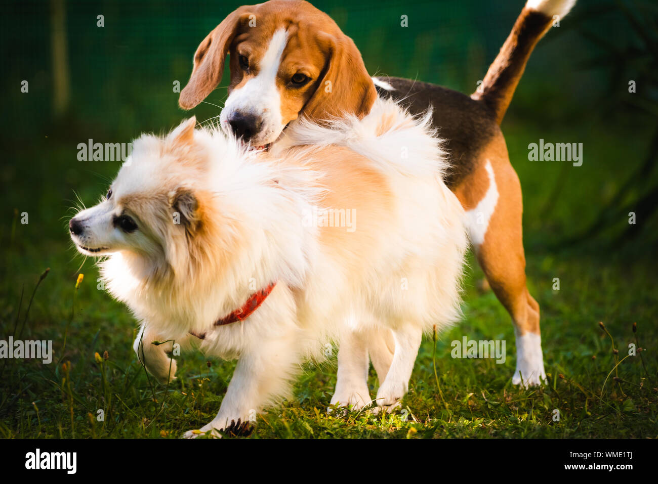Beagle dog with white pomeranian spitz playing on a green grass Stock ...