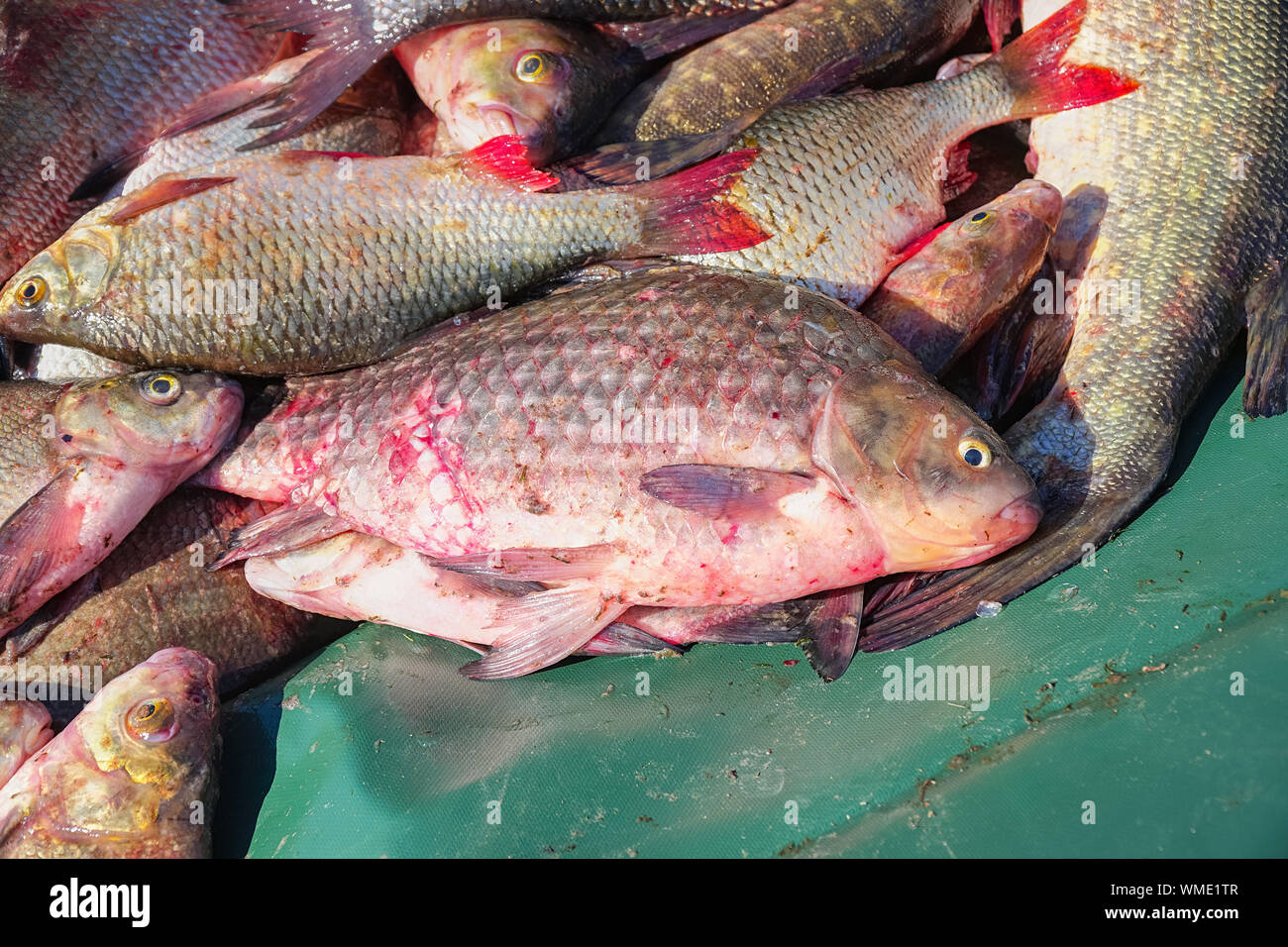 Many river fish. Freshwater fish - Carp, roach, Rudd, pike , bream, etc ...