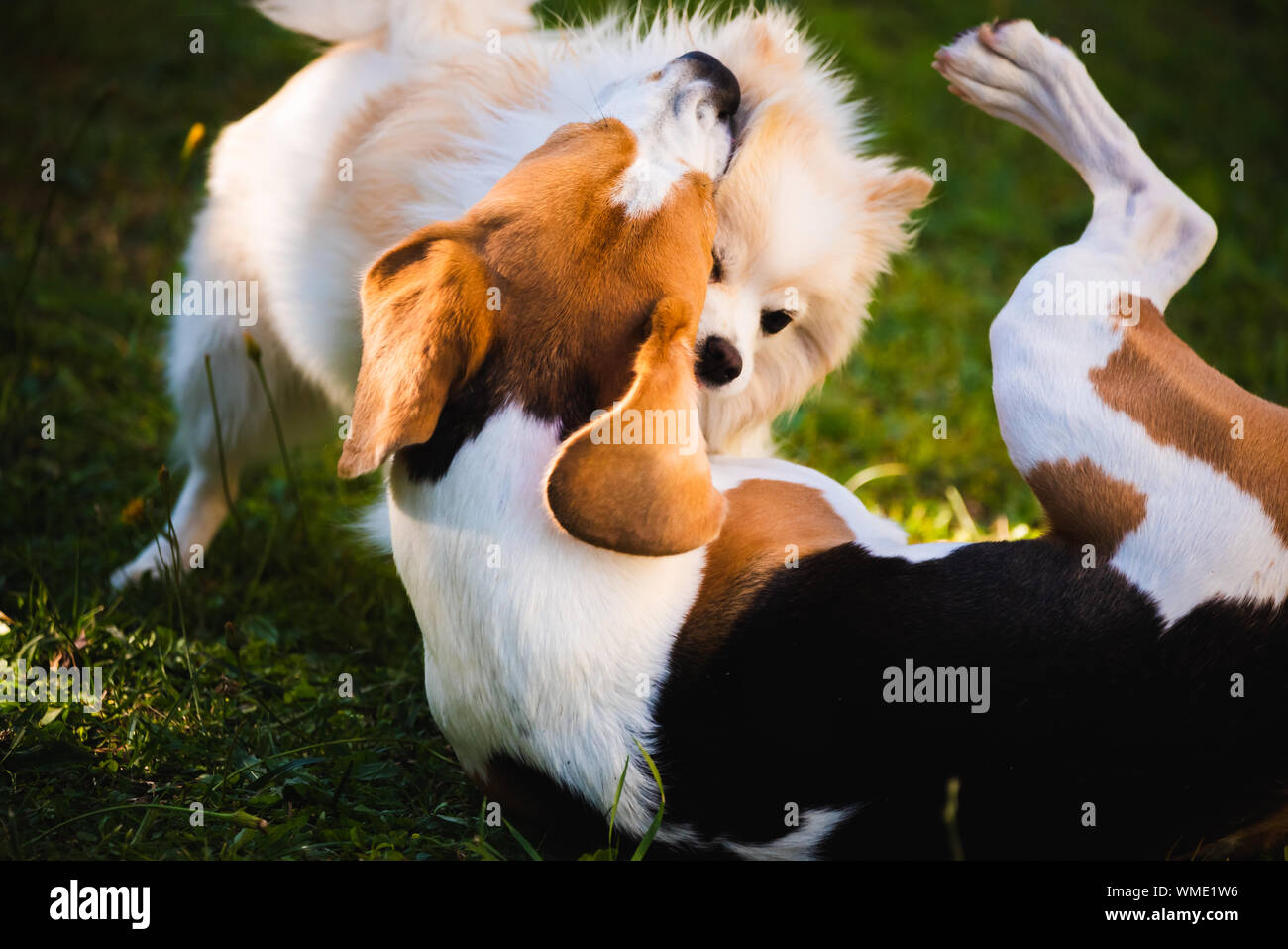 Beagle dog with white pomeranian spitz playing on a green grass Stock ...