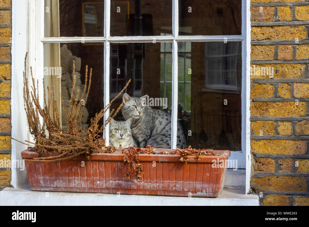 Watching from window hi-res stock photography and images - Alamy