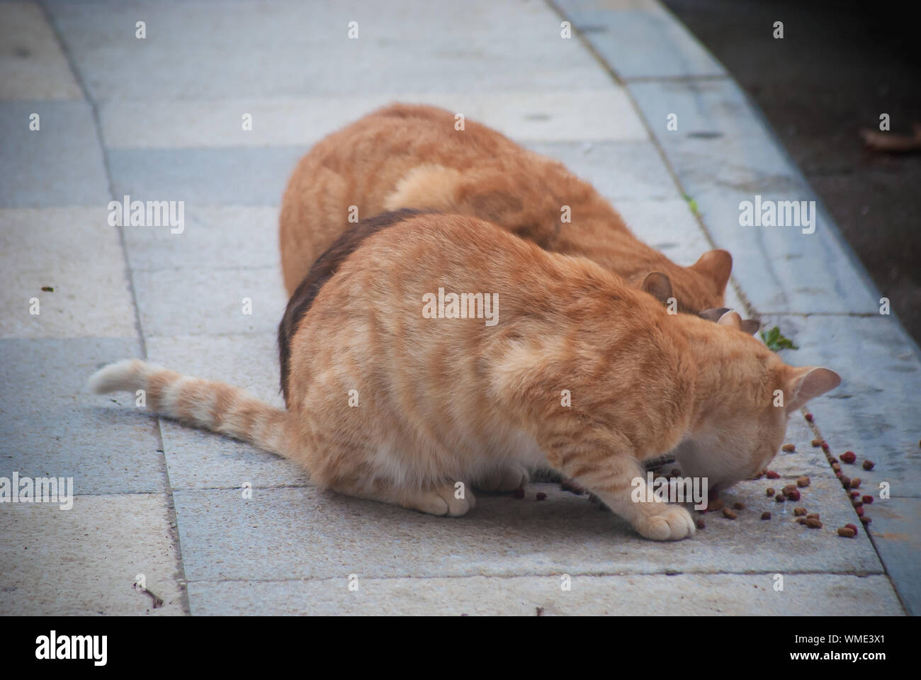 Cats Feeding On Food At Sidewalk Stock Photo - Alamy