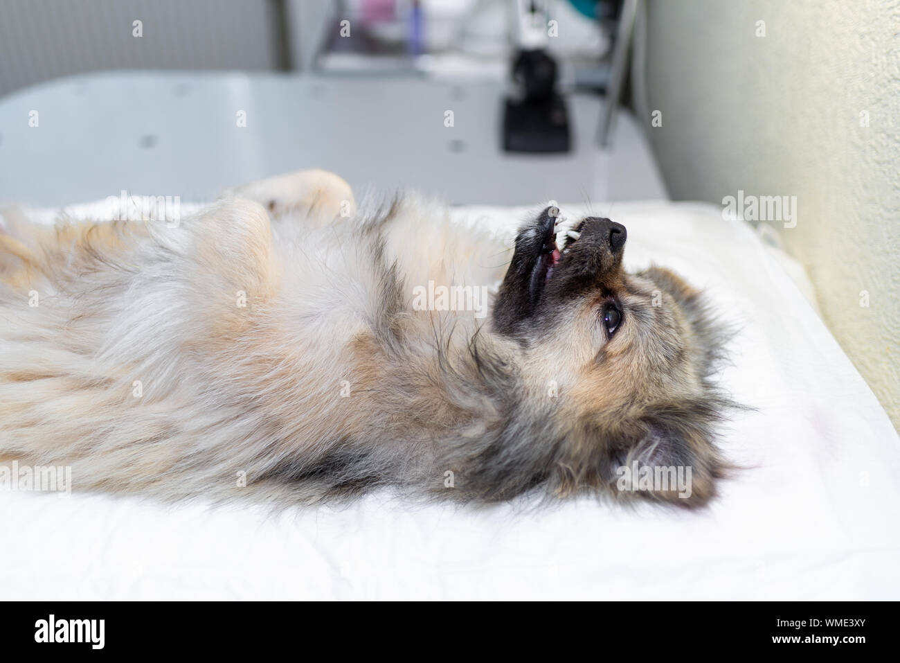 dog under anesthesia in veterinarian clinic waiting for surgery Stock ...