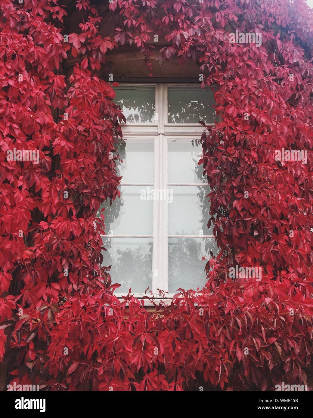 Red window covering hi-res stock photography and images - Alamy