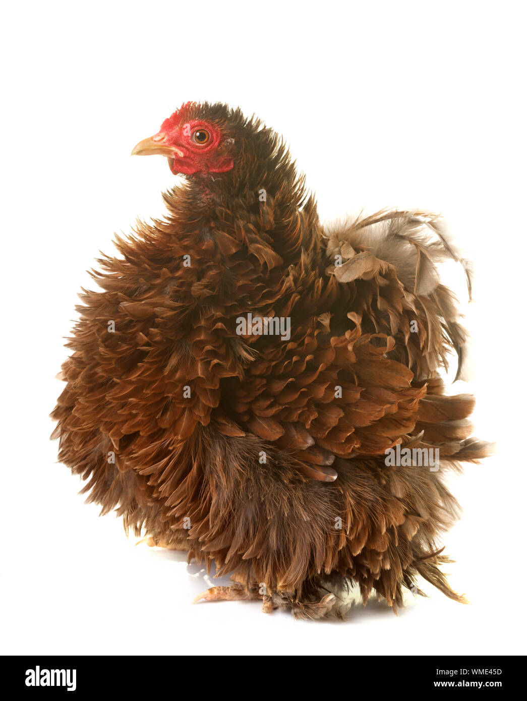 Side profile chicken Cut Out Stock Images & Pictures - Alamy