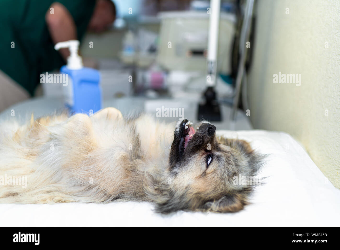 dog under anesthesia in veterinarian clinic waiting for surgery Stock ...