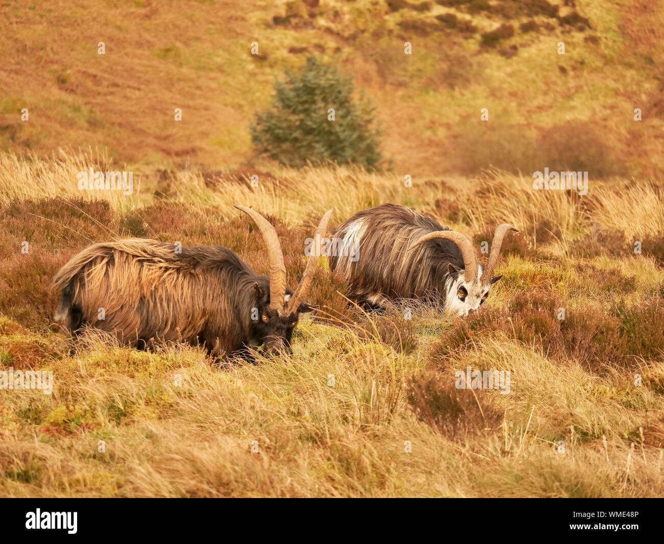 Langholm moor hi-res stock photography and images - Alamy