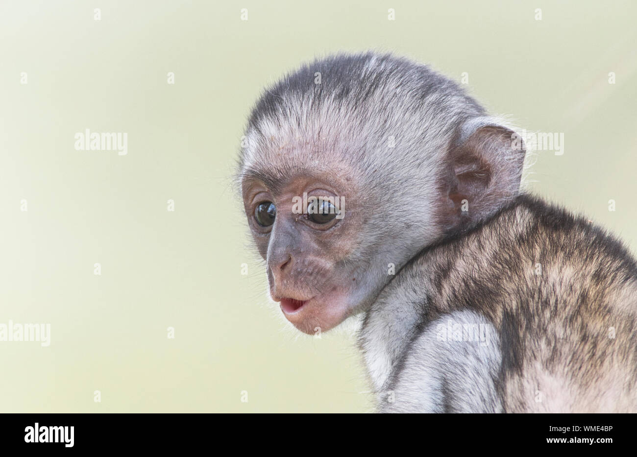 Black-faced vervet (Cercopithecus pygerythrus). Portrait of baby Stock ...