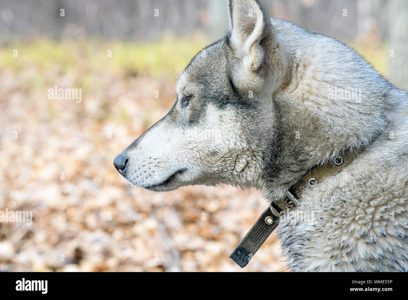 Portrait of a dog breed West Siberian Laika Stock Photo - Alamy