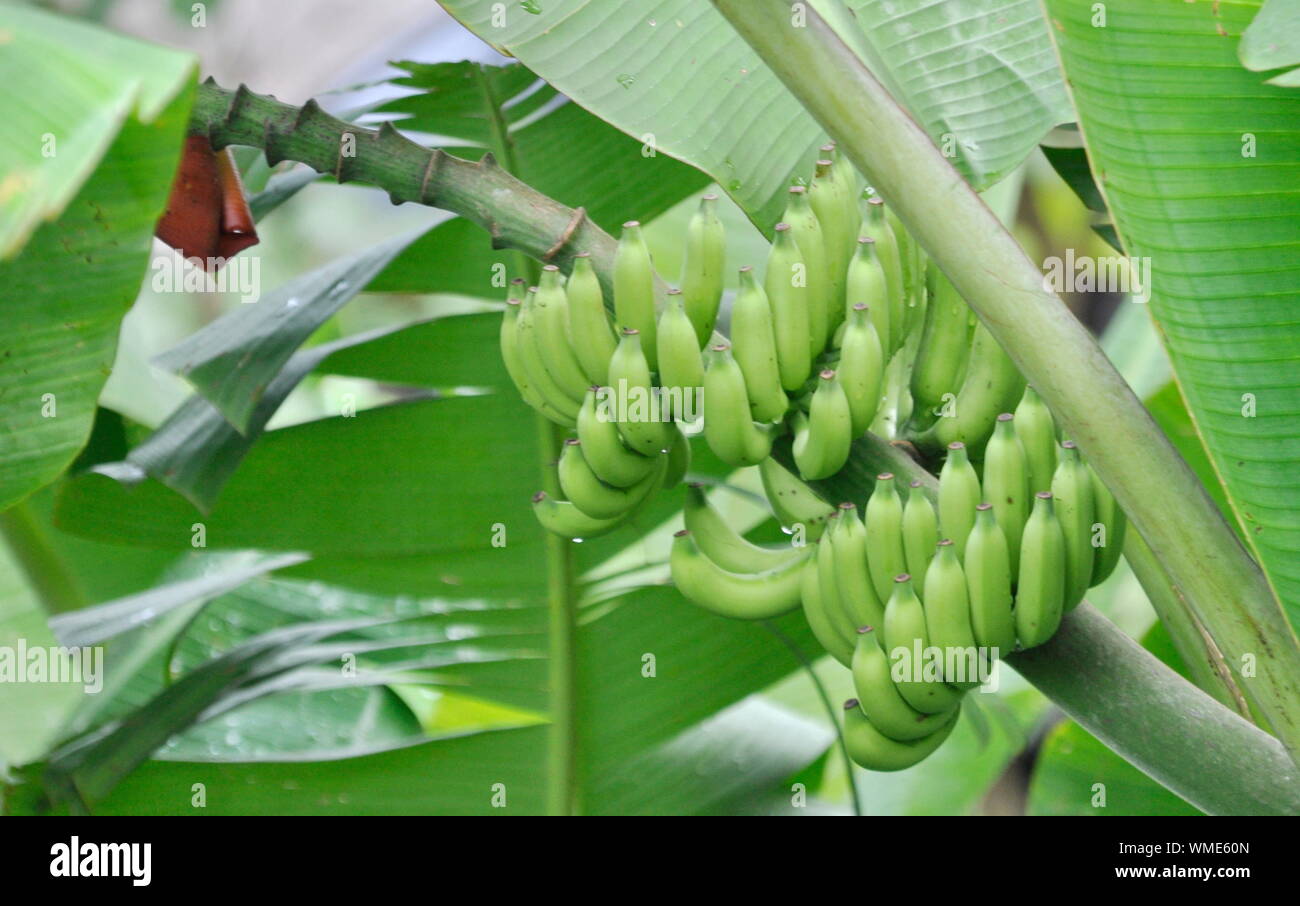 Bananas in the tree hi-res stock photography and images - Alamy