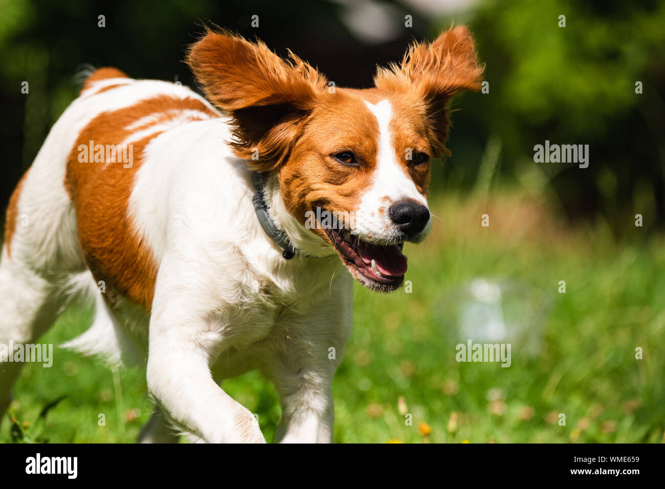 Spotted spaniel hi-res stock photography and images - Alamy