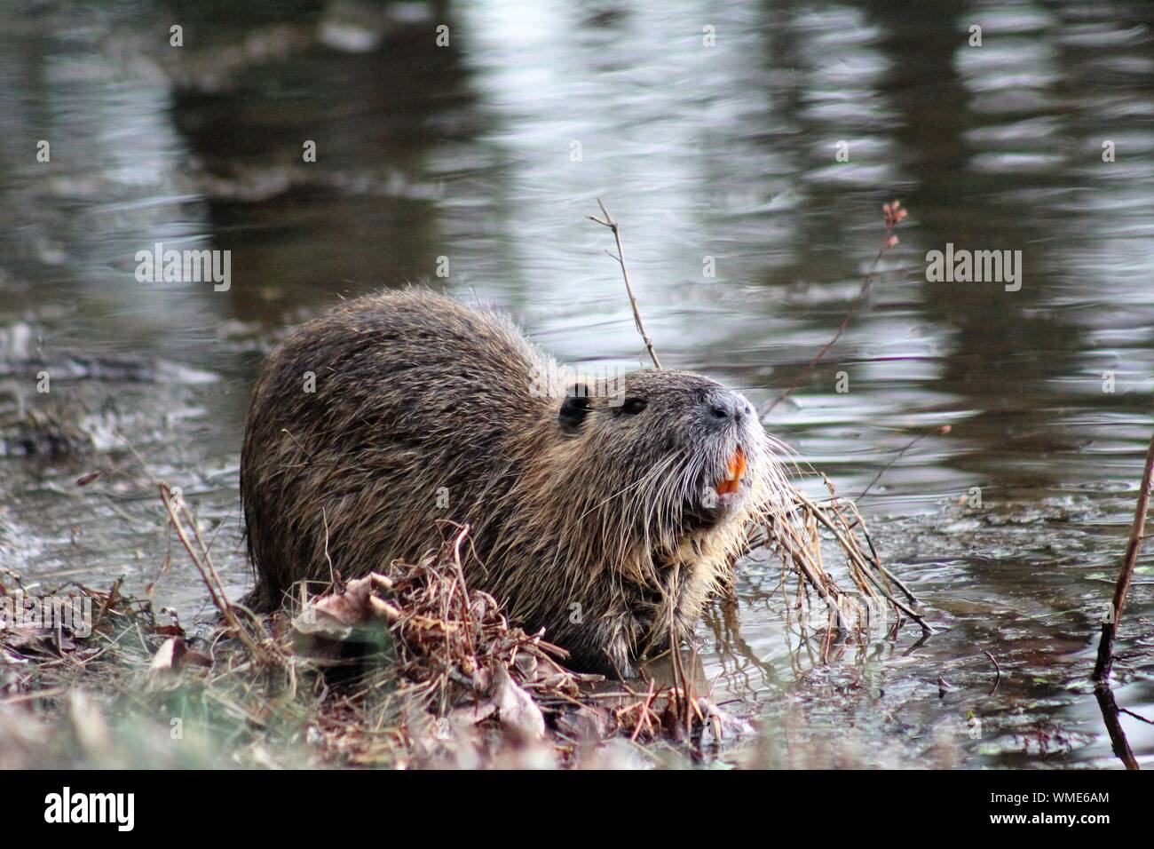 Beaver swimming hi-res stock photography and images - Alamy