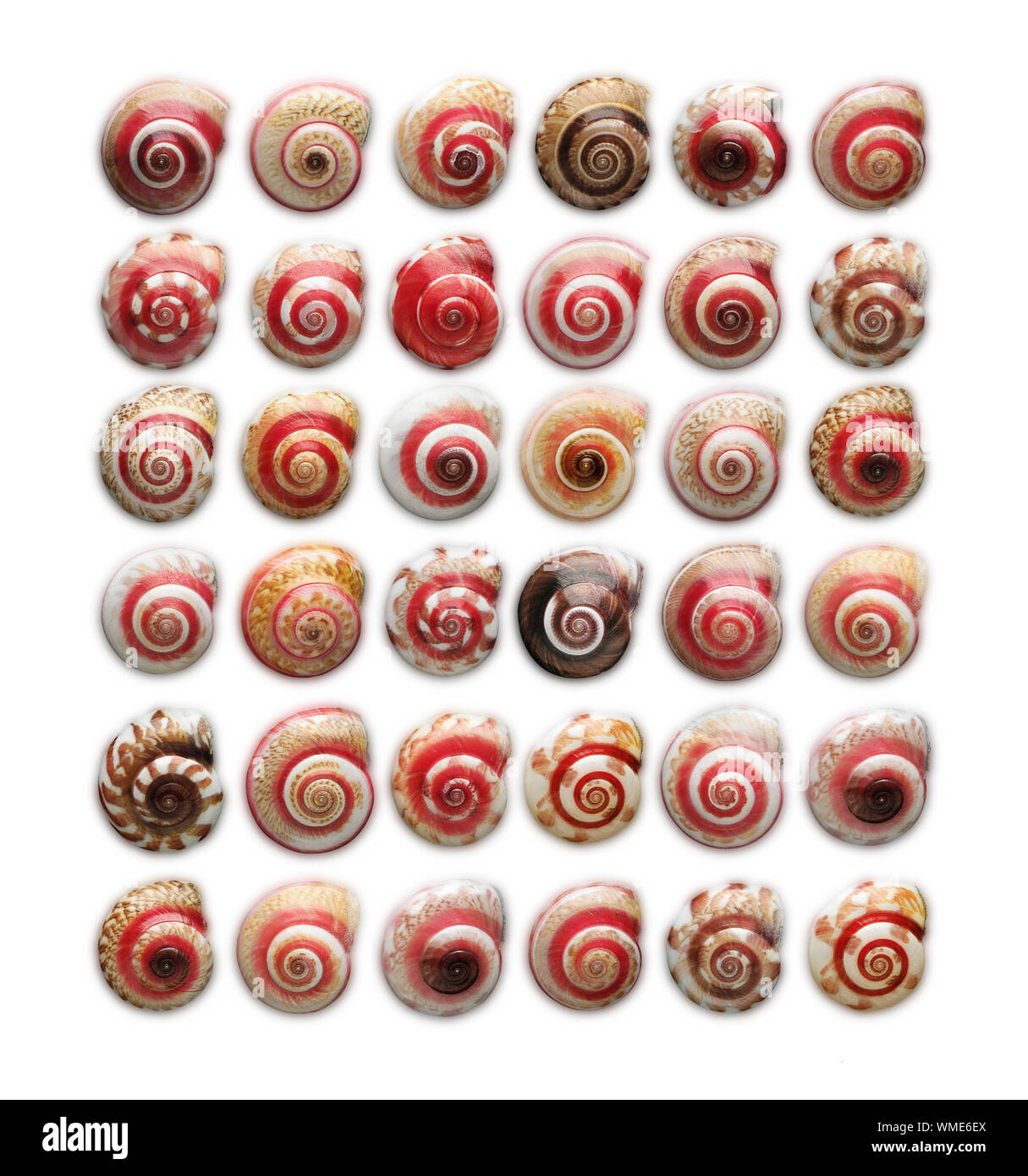 Snail classification hi-res stock photography and images - Alamy