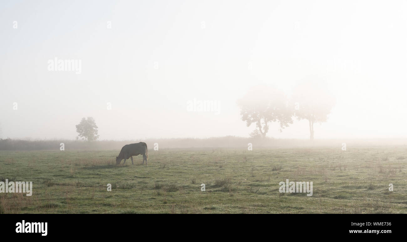 cow in morning mist with trees in the background Stock Photo - Alamy