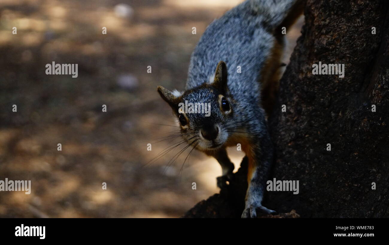 Squirrel looking at me hi-res stock photography and images - Alamy