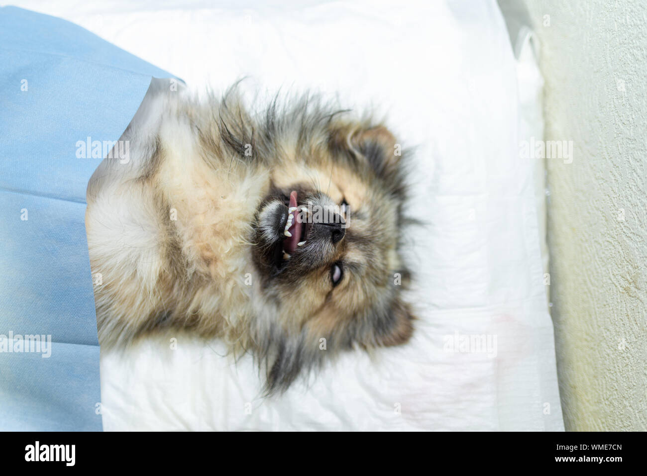 Dog after a surgical operation in a veterinarian clinic under ...