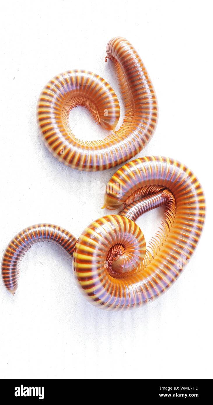 Spiral worms hi-res stock photography and images - Alamy