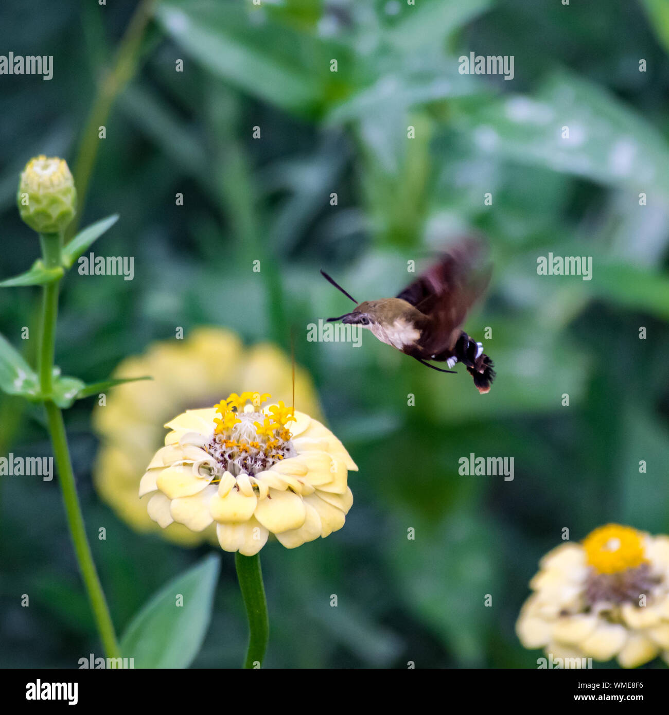 Bird flying over head hi-res stock photography and images - Alamy