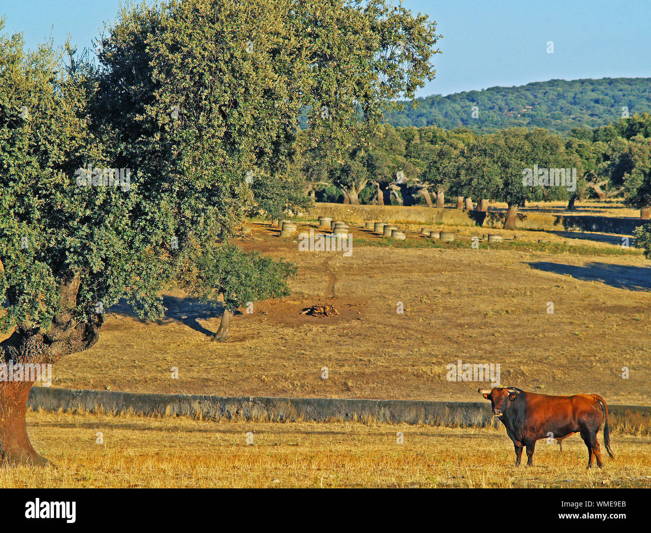 Bull with tree hi-res stock photography and images - Alamy