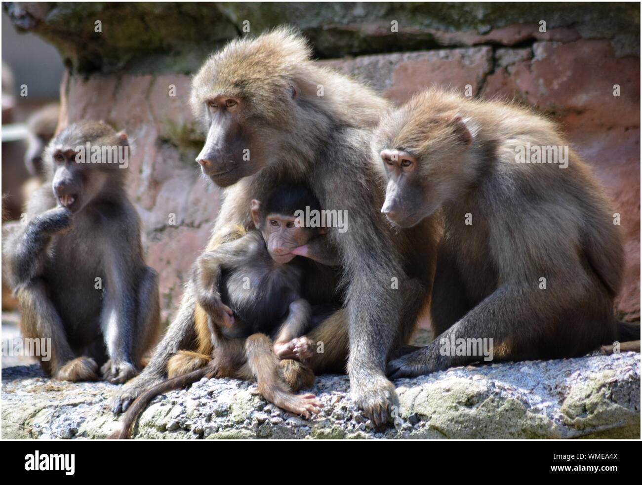 Family of monkeys on rock hi-res stock photography and images - Alamy