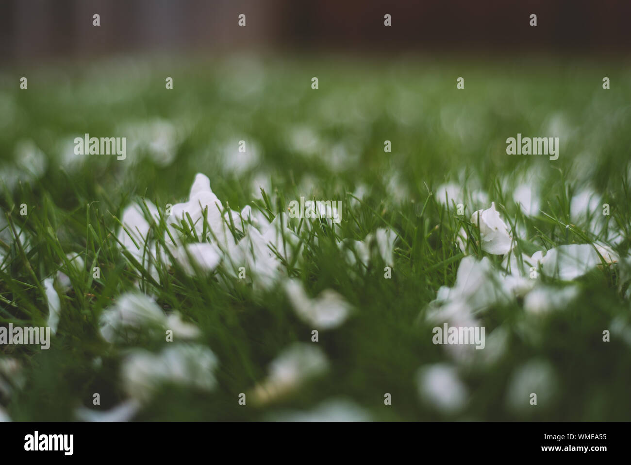 Thunder grass hi-res stock photography and images - Alamy