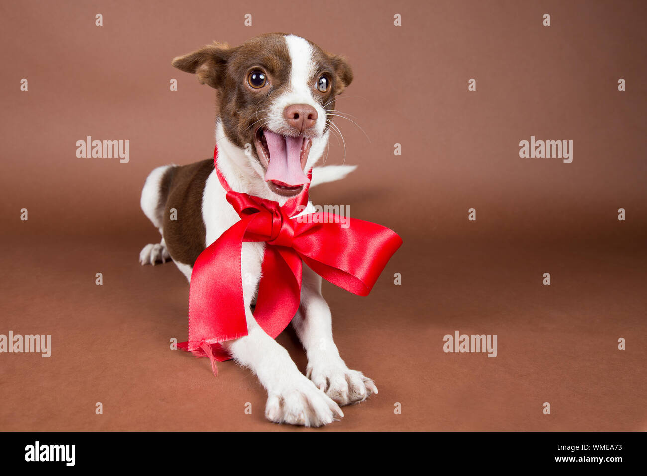 Dog with red ribbon hi-res stock photography and images - Alamy