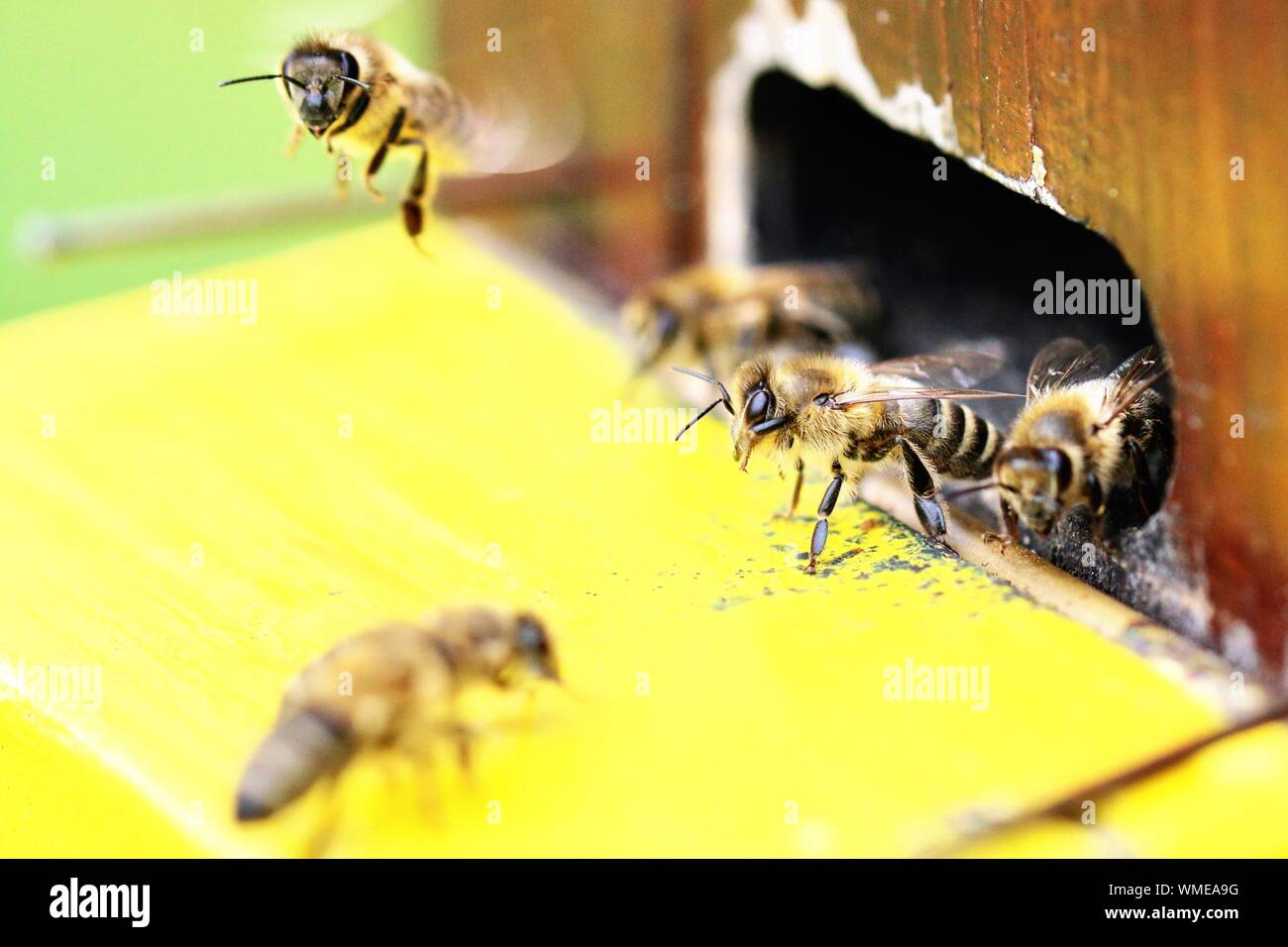 Bees in hive hi-res stock photography and images - Alamy