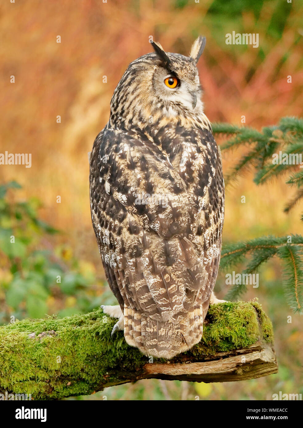 European Eagle Owl Stock Photo - Alamy