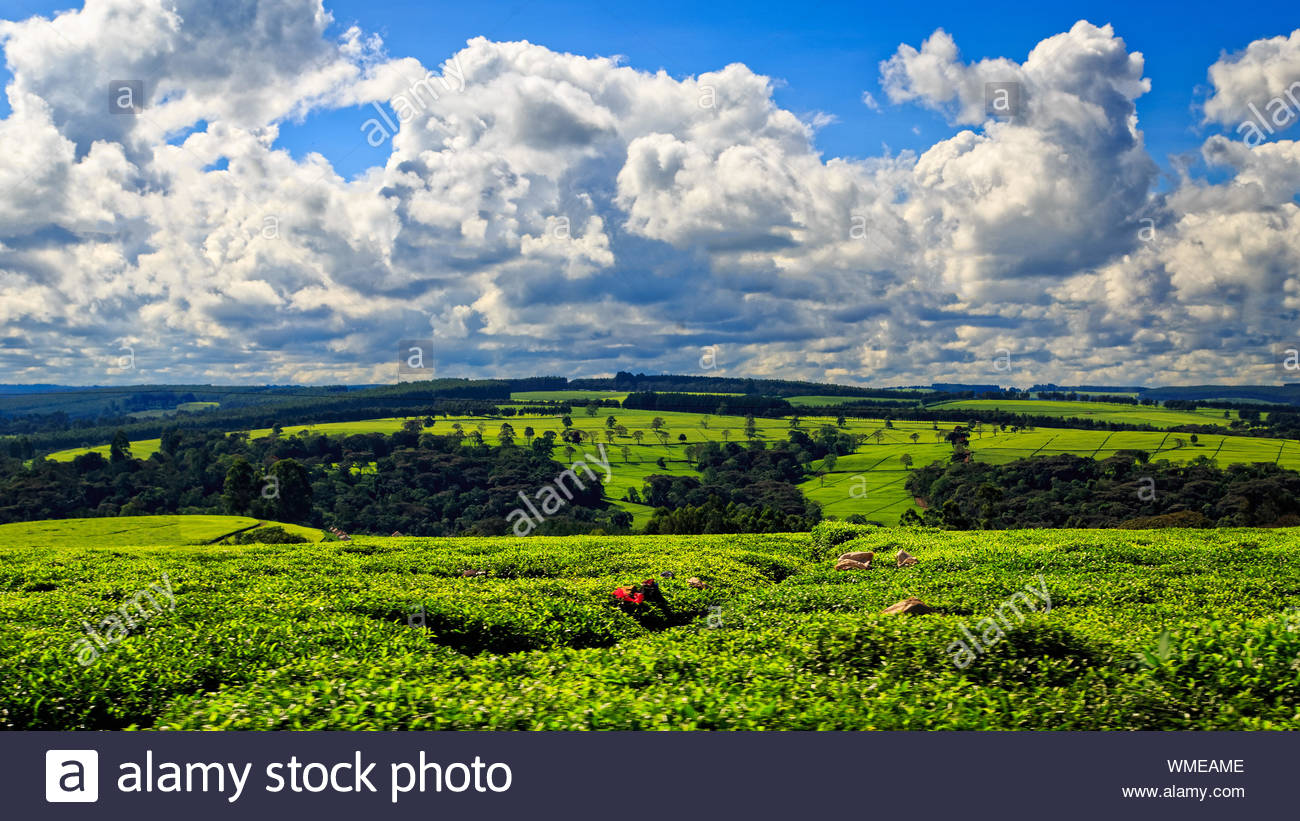 Kericho High Resolution Stock Photography and Images - Alamy