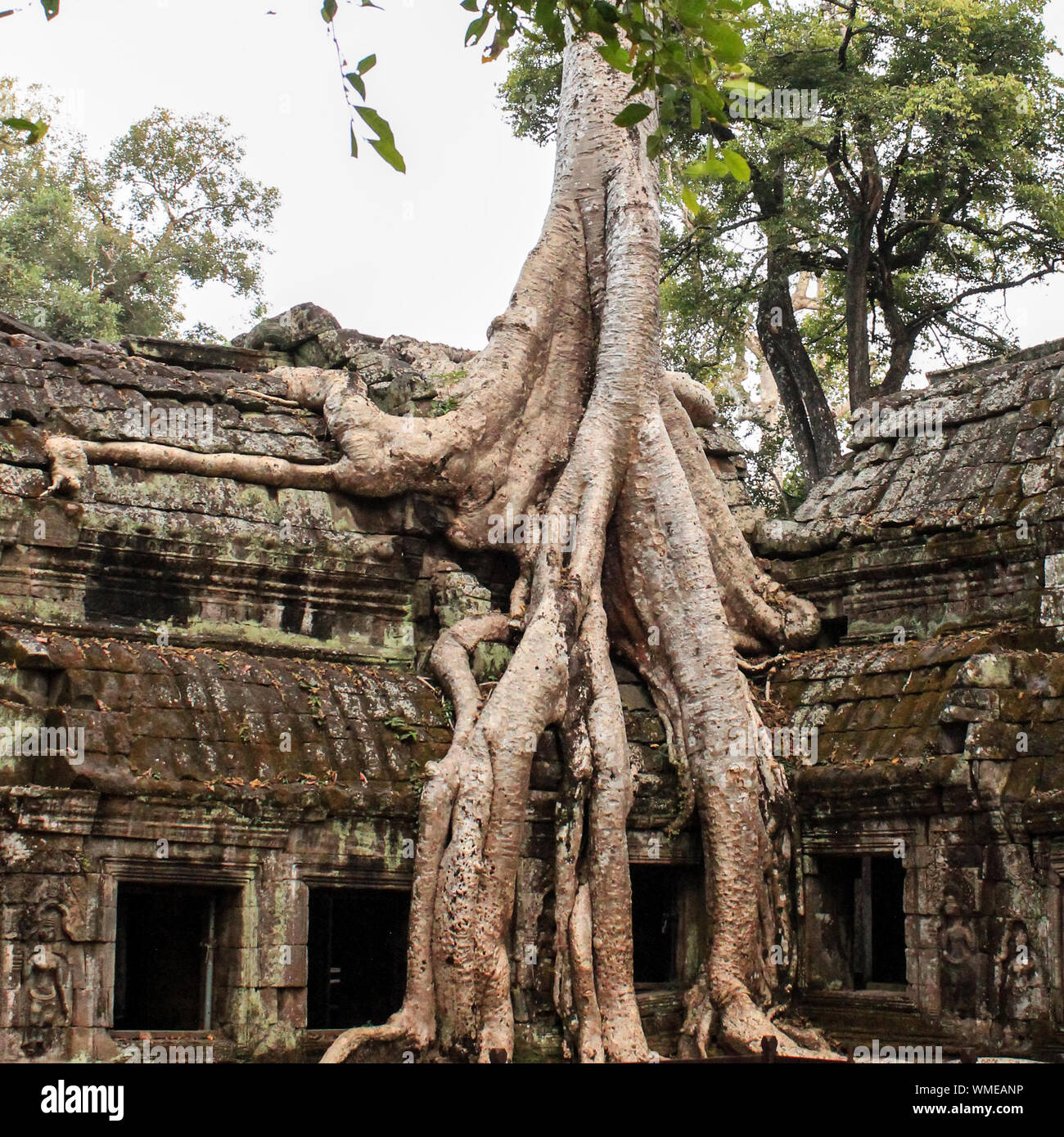 Tree growing on temple hi-res stock photography and images - Alamy