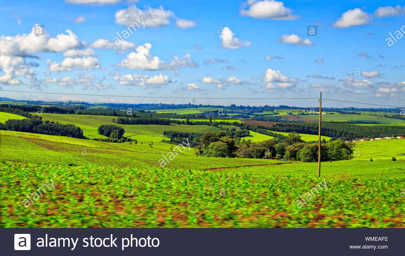 Kericho High Resolution Stock Photography and Images - Alamy