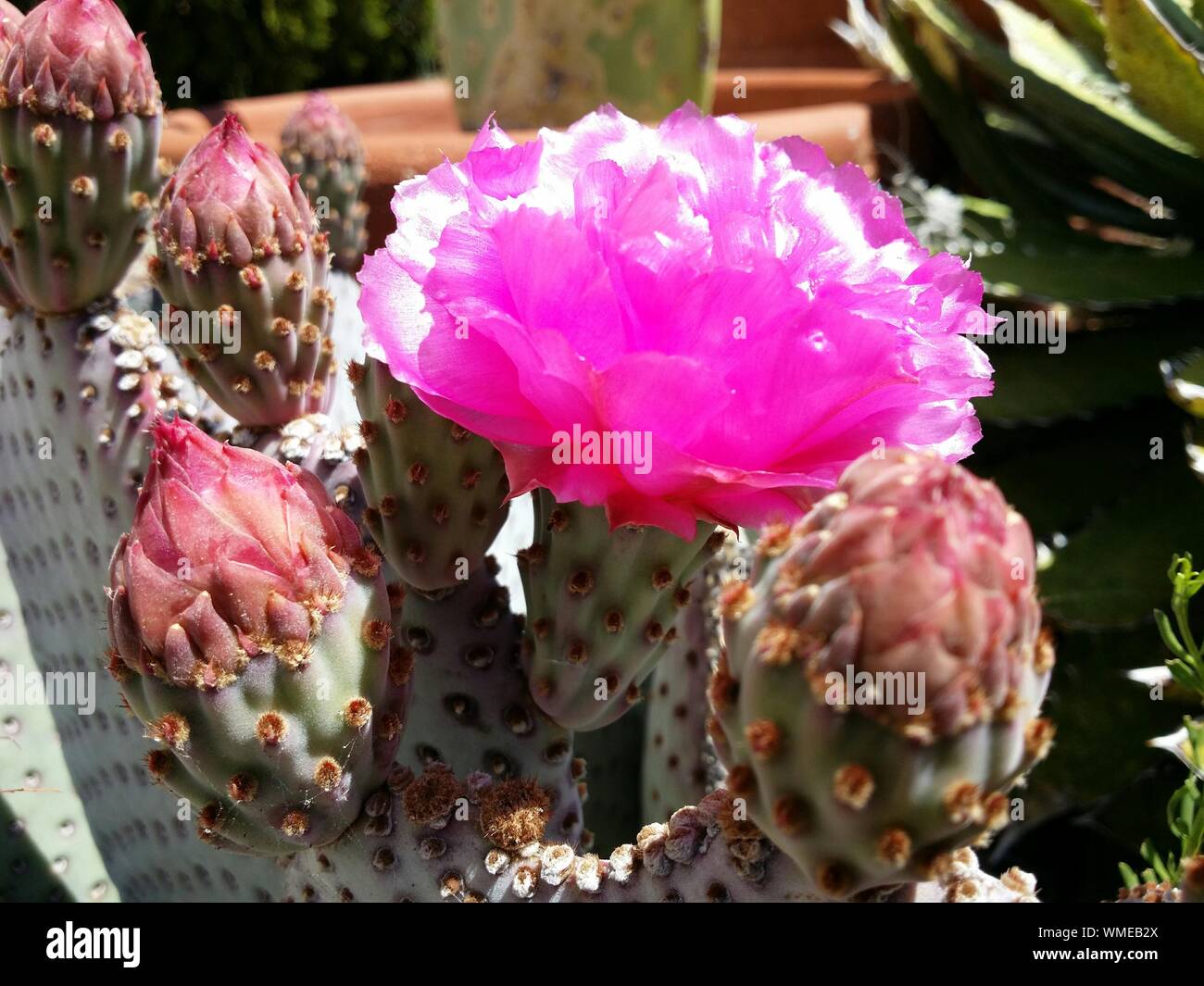 Pink flowers on cactus hi-res stock photography and images - Alamy