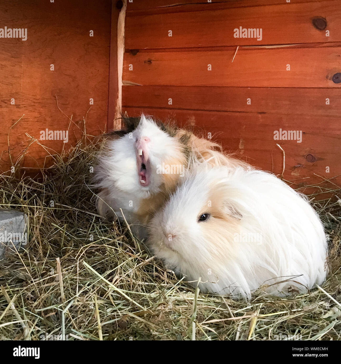 Guinea pig cage hi-res stock photography and images - Alamy