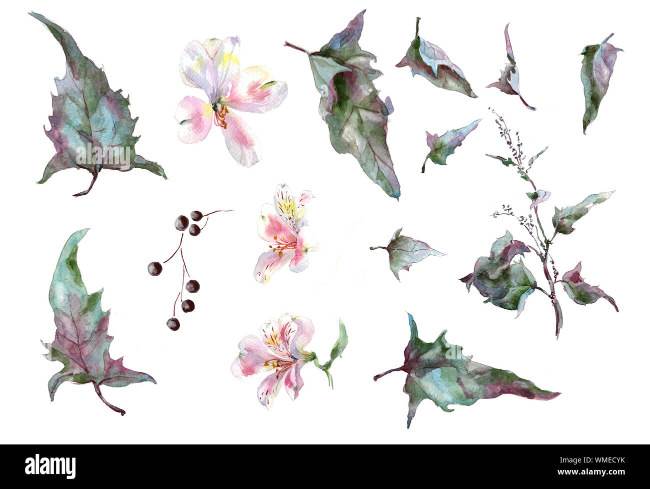 Collection Collections of green and purple quinoa leaves . Hand drawing ...